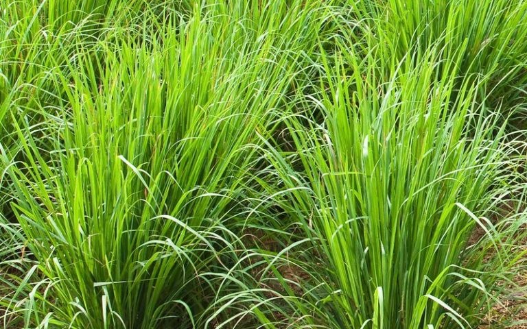 गवती चहा/Lemongrass/Gavati chaha – FARMERS TO CONSUMER